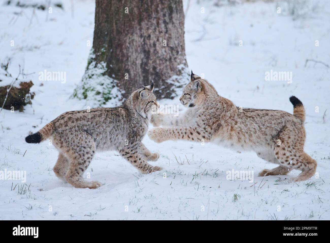 Eurasian lynx (Lynx lynx) playing in the snow, forest, Bavaria, Germany ...