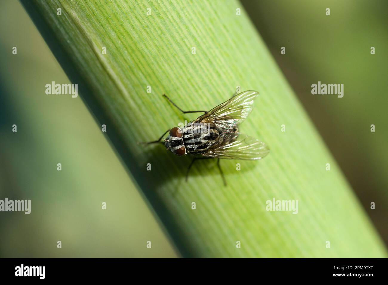Sarcophagidae - Flesh flies Sarcophagus fly Stock Photo - Alamy