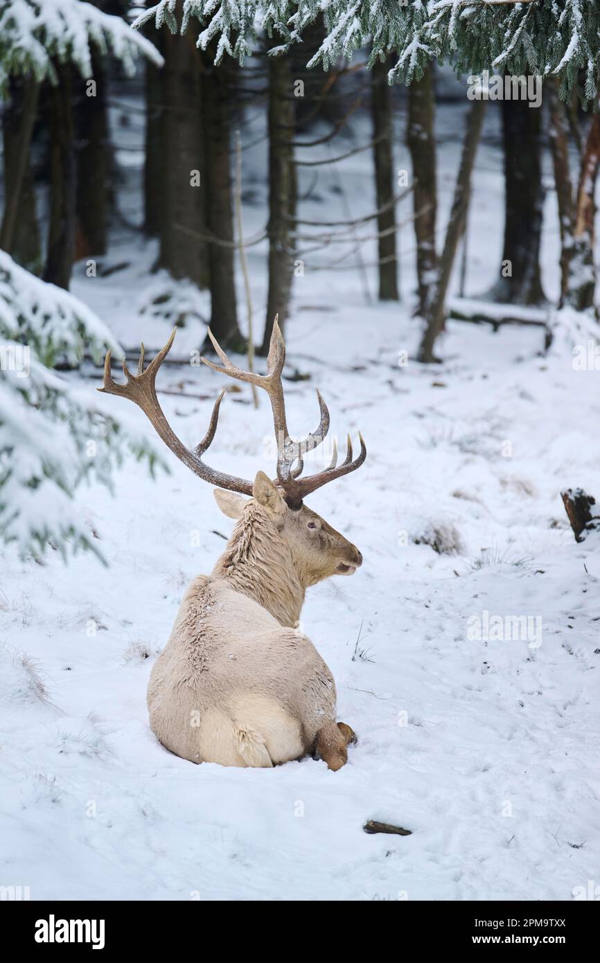 Red deer (Cervus elaphus) albino stag in a forest in winter, snow ...