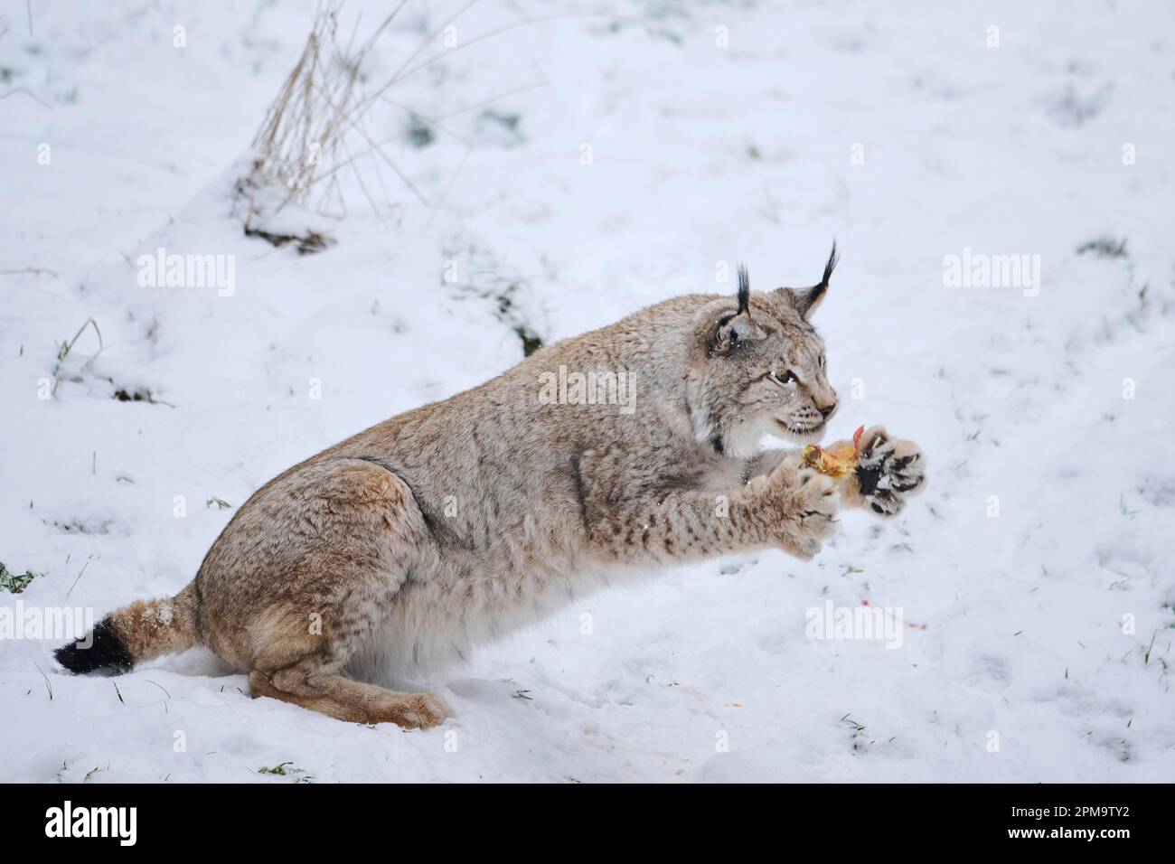 Eurasian lynx (Lynx lynx) jumping in the snow, forest, Bavaria, Germany ...