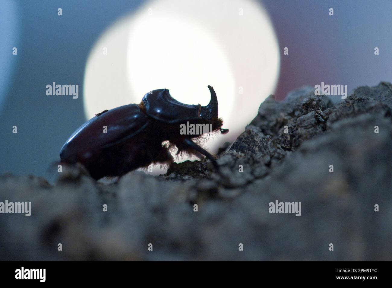 European rhinoceros beetle Scarabeo rinoceronte (Oryctes nasicornis ...