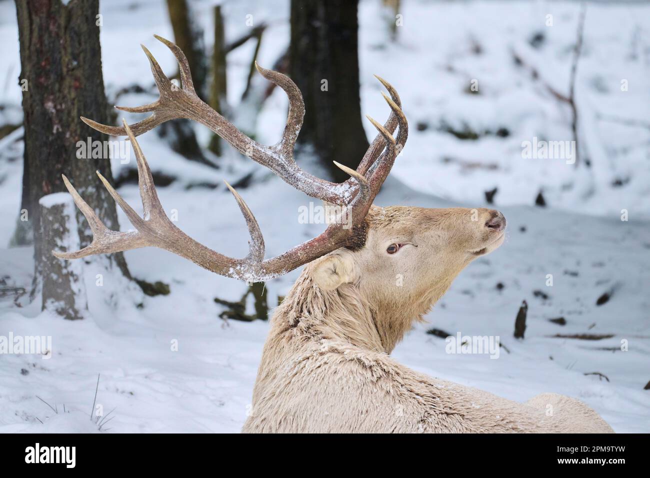 Red deer (Cervus elaphus) albino stag in a forest in winter, snow ...