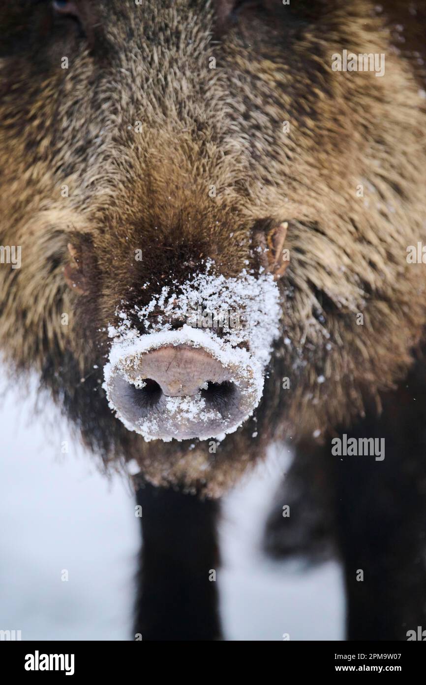 Wild boar (Sus scrofa) detail, nose, snow, Bavaria, Germany Stock Photo ...