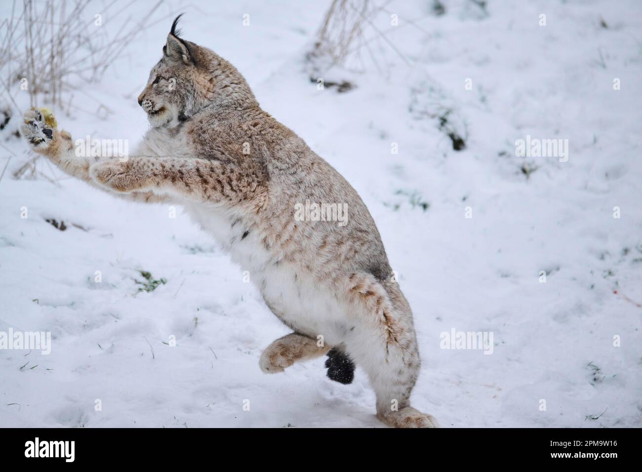 Eurasian lynx (Lynx lynx) jumping in the snow, forest, Bavaria, Germany ...