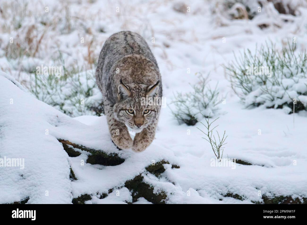 Eurasian lynx (Lynx lynx) running in the snow, forest, Bavaria, Germany ...