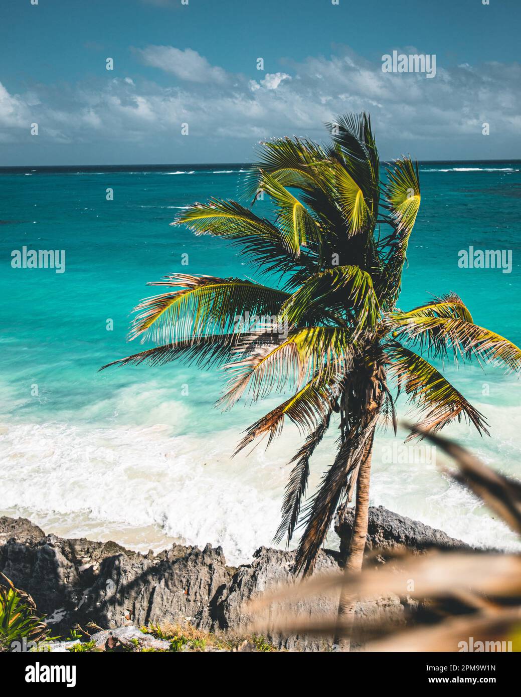 A vertical shot of a palm tree at the beach under a blue cloudy sky in ...