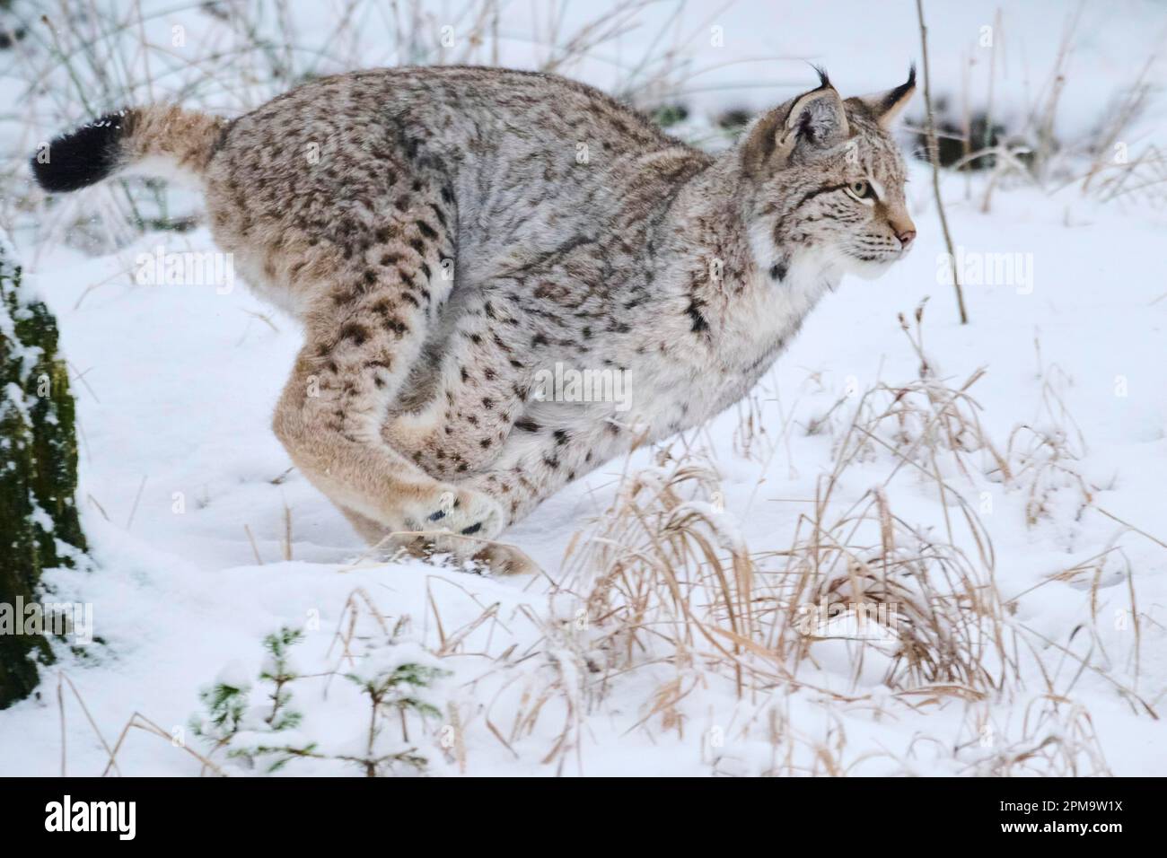 Eurasian lynx (Lynx lynx) running in the snow, forest, Bavaria, Germany ...