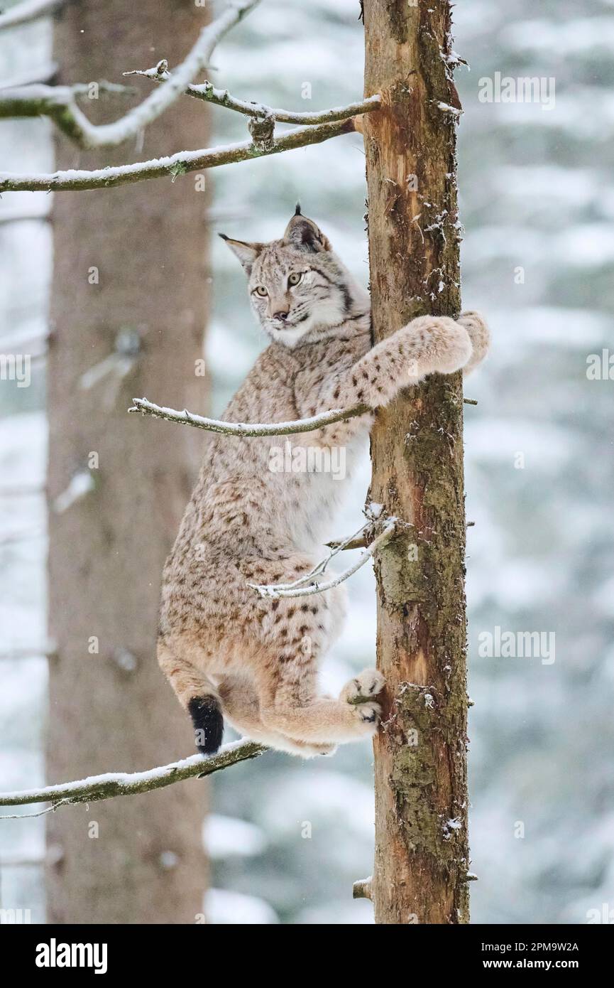 Eurasian lynx (Lynx lynx) climbing a tree, forest, Bavaria, Germany ...