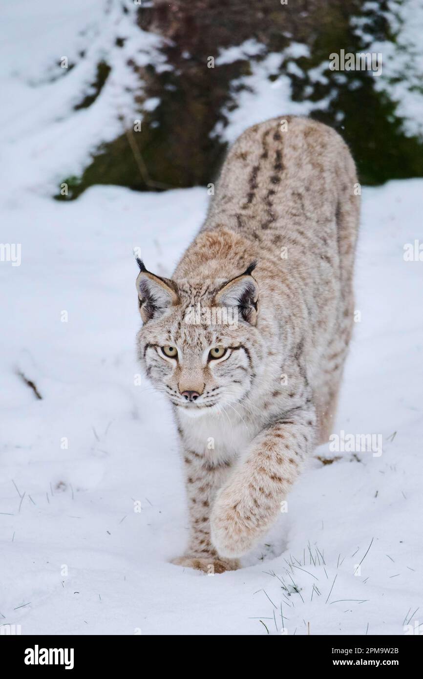 Eurasian lynx (Lynx lynx) running in the snow, forest, Bavaria, Germany ...