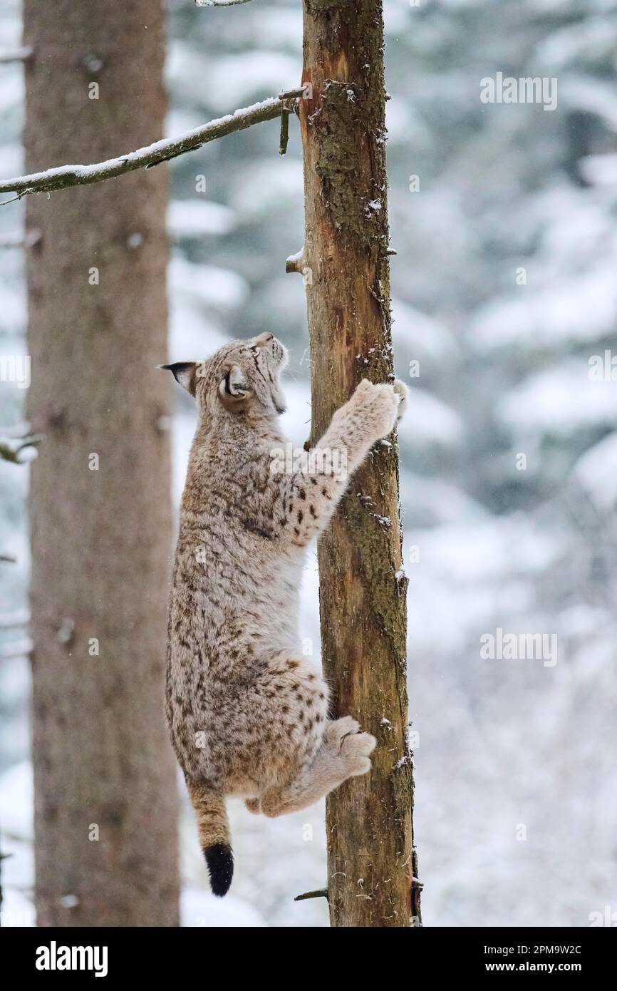 Eurasian lynx (Lynx lynx) climbing a tree, forest, Bavaria, Germany ...