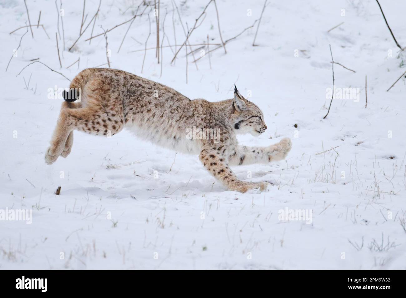 Eurasian lynx (Lynx lynx) running in the snow, forest, Bavaria, Germany ...