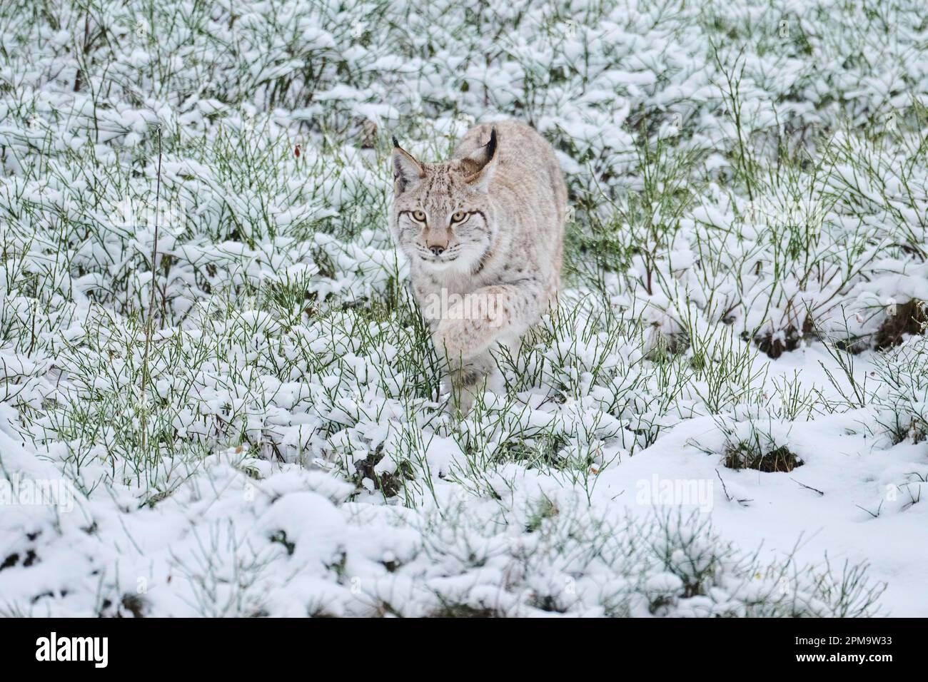 Eurasian lynx (Lynx lynx) running in the snow, forest, Bavaria, Germany ...