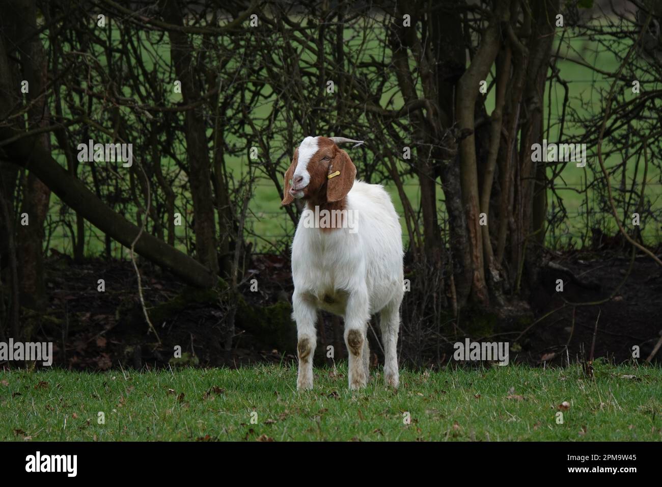 A Boer goat or Boerbok goat Stock Photo - Alamy