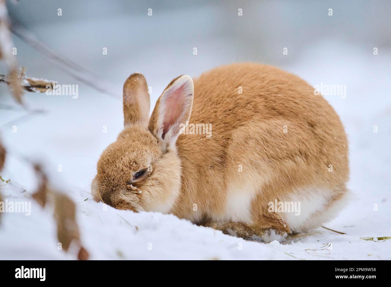 Domestic rabbit (Oryctolagus cuniculus forma domestica) in the snow ...