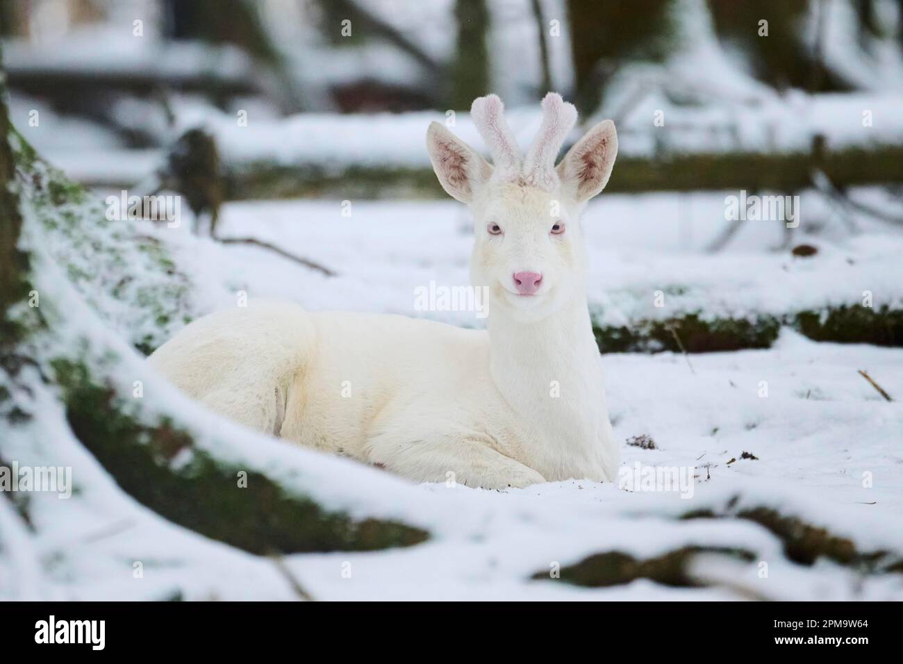 Roe deer (Capreolus capreolus) in the forest in winter, snwo, albino ...