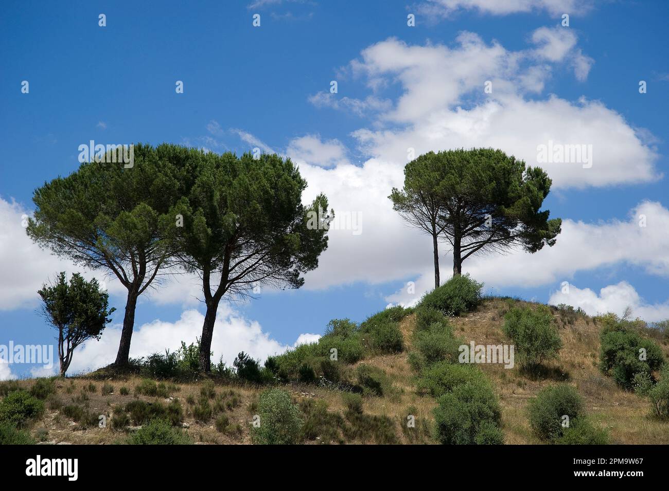 Valle dei vulcani. Logudoro Meilogu.Paesaggio vicino a Siligo. Sardegna ...