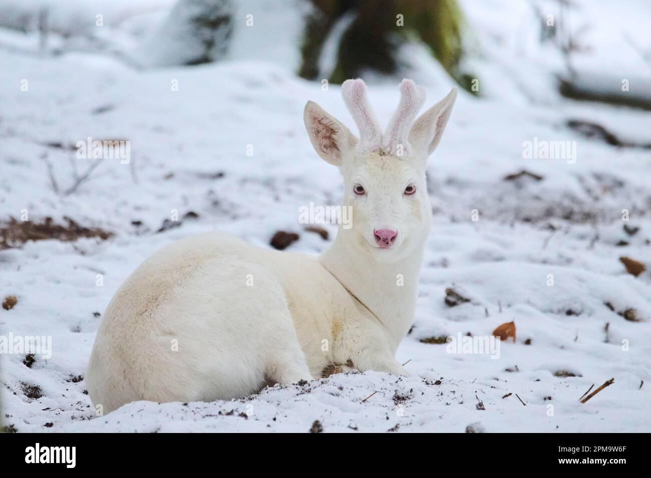 Roe deer (Capreolus capreolus) in the forest in winter, snow, albino ...