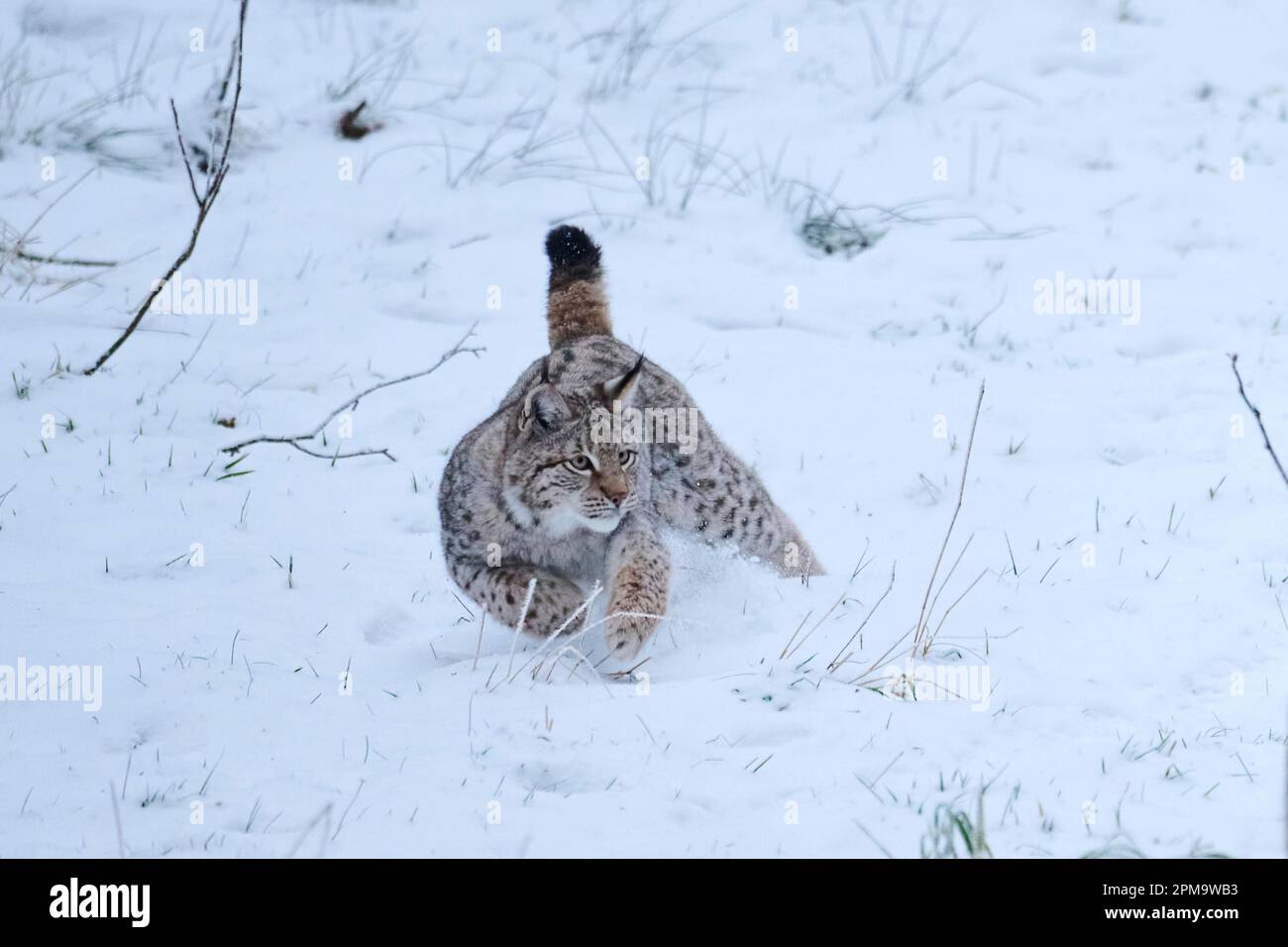 Eurasian lynx (Lynx lynx) running in the snow, forest, Bavaria, Germany ...