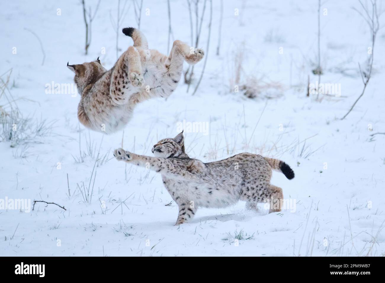 Eurasian lynx (Lynx lynx) playing in the snow, forest, Bavaria, Germany ...