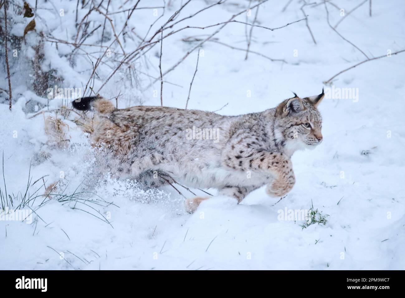 Eurasian lynx (Lynx lynx) running in the snow, forest, Bavaria, Germany ...