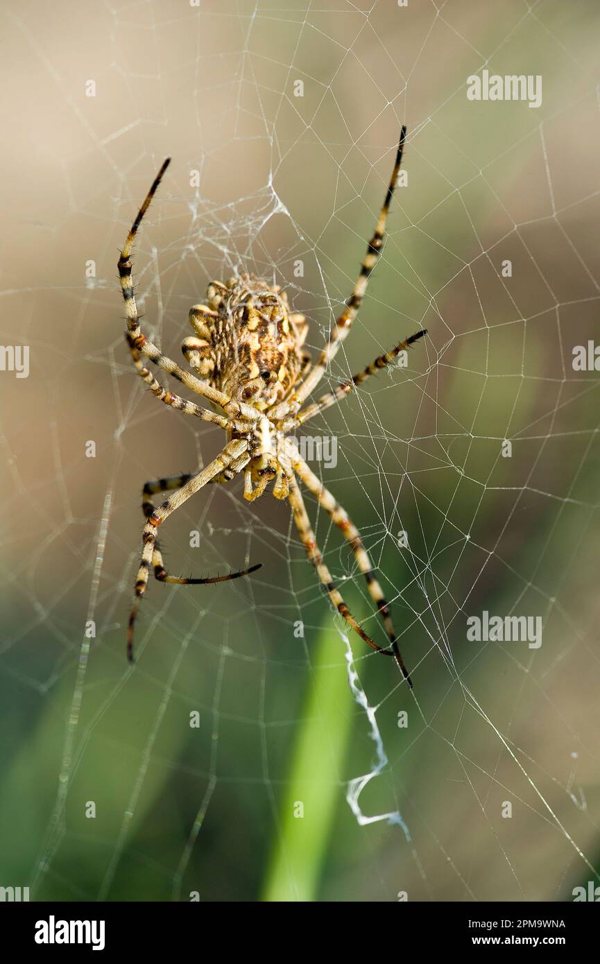 Argiope lobata. Maristella. Alghero, SS, Sardegna. Italy Stock Photo ...