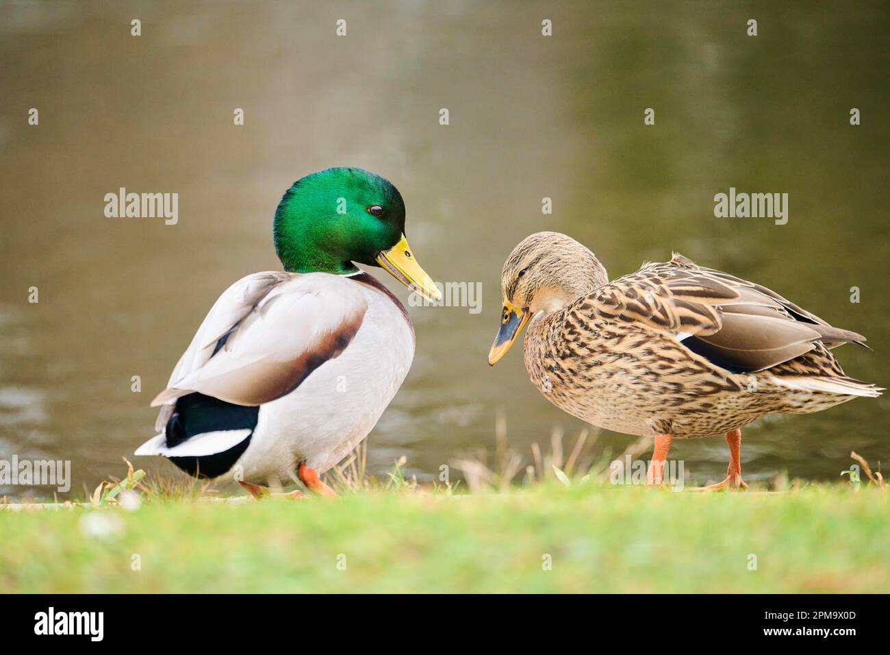 Wild duck (Anas platyrhynchos) couple, male and female, standing on the ...
