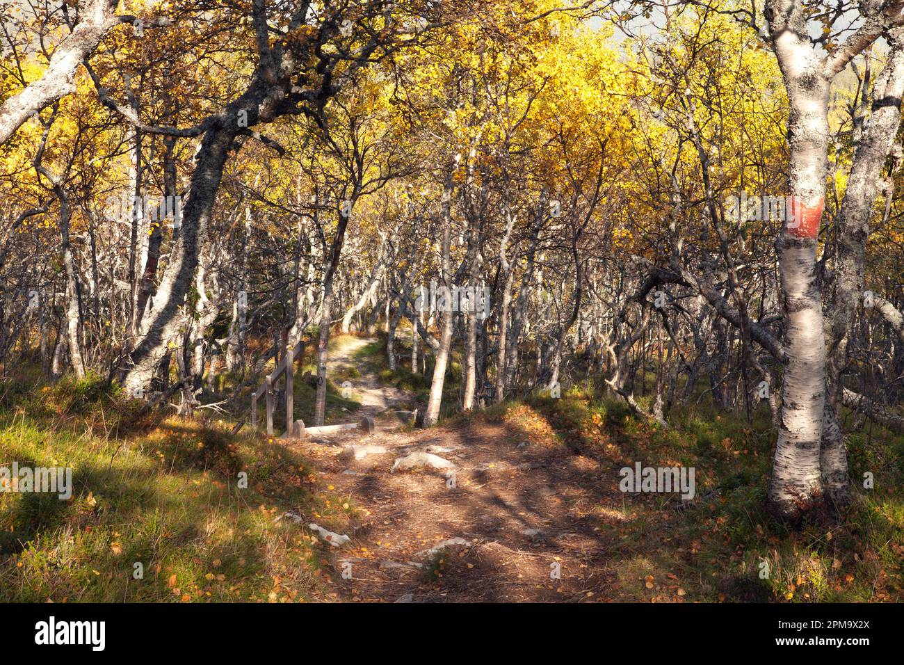 View of a trail, path through the tundra forest. A few steps, red marks ...