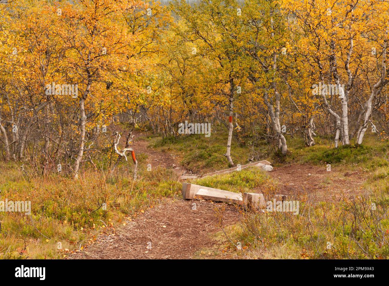 View of a trail, path through the tundra forest. A few steps, red marks ...