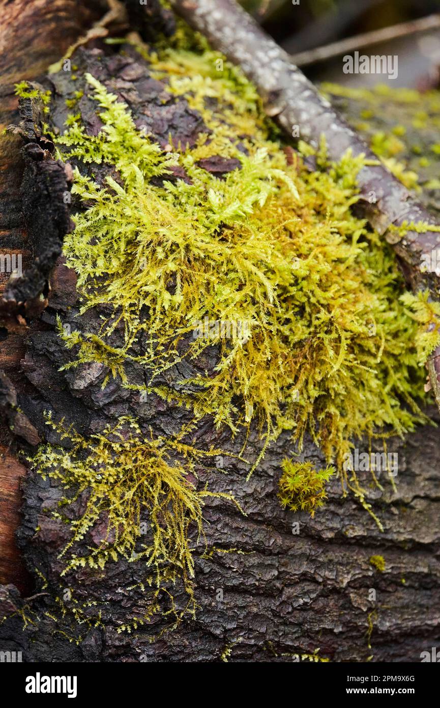 Thuidium fern moss hi-res stock photography and images - Alamy