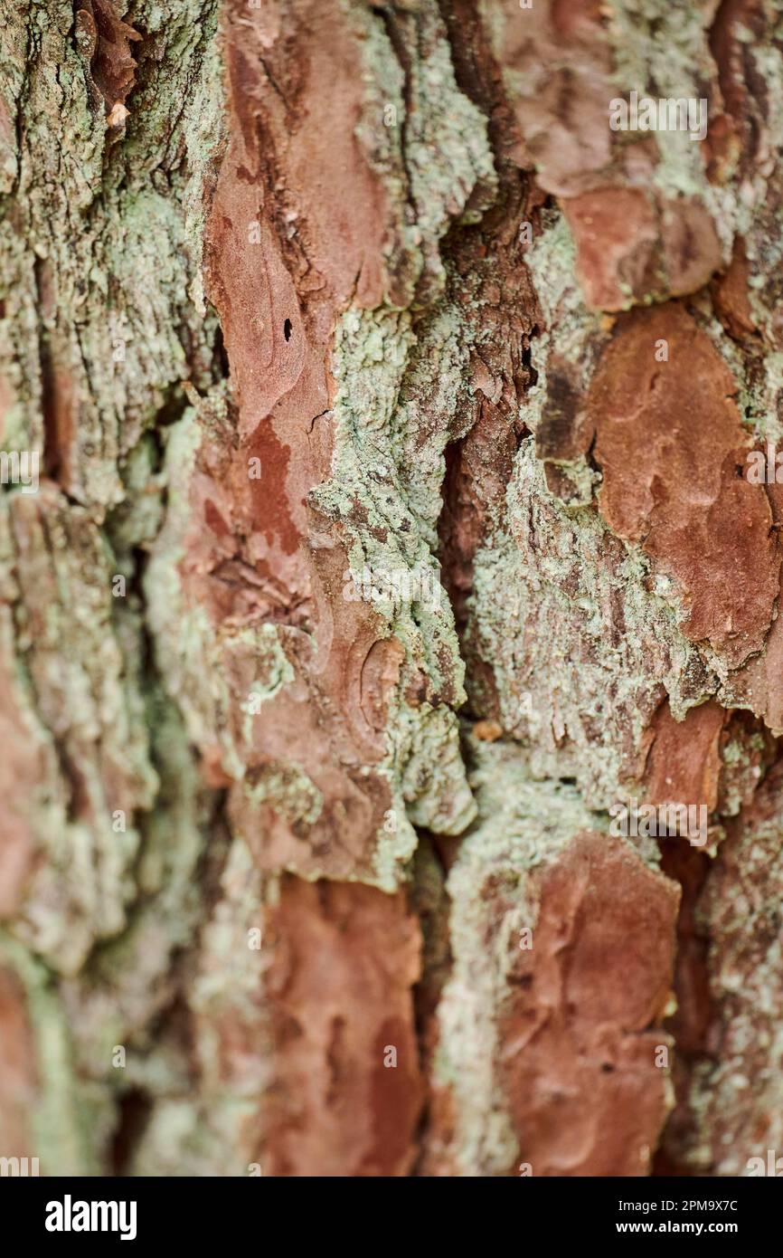 Bork pine tree hi-res stock photography and images - Alamy