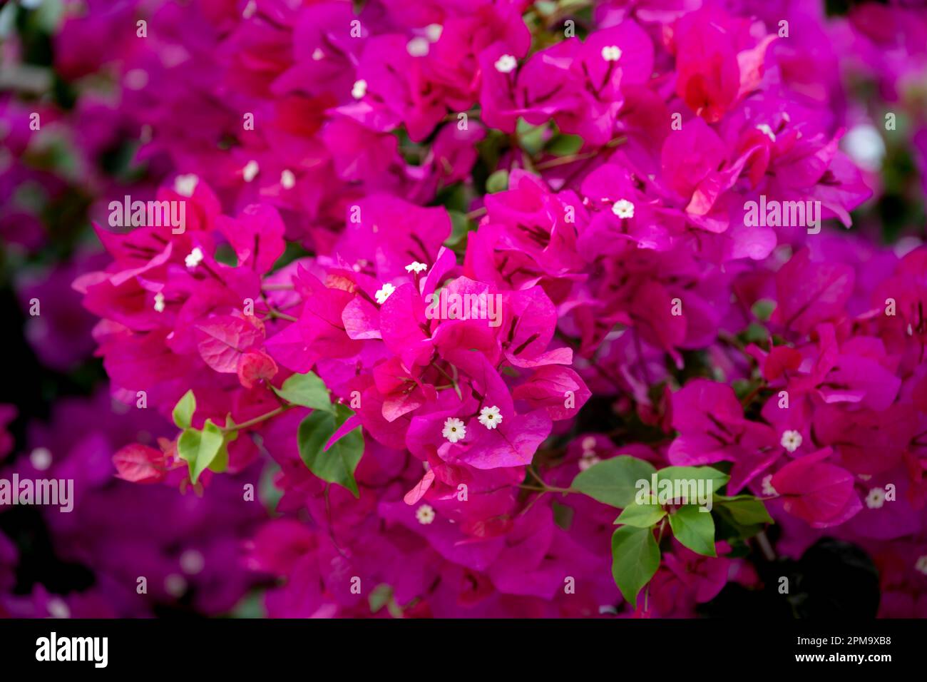 Pink purple flowering bougainvillea, Mykonos, Cyclades, Greece Stock ...