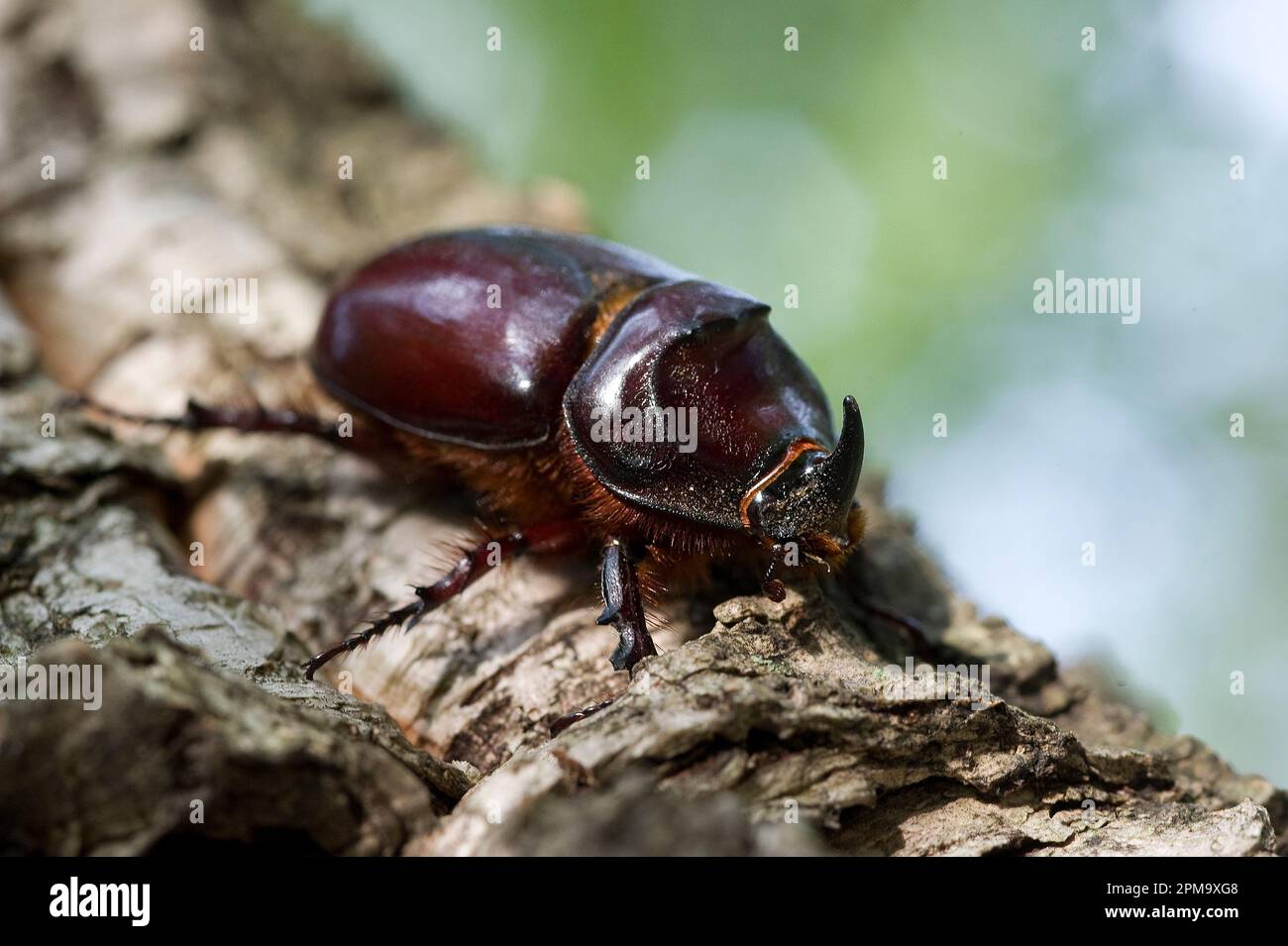 Rinoceronte animal rinoceronte hi-res stock photography and images - Alamy