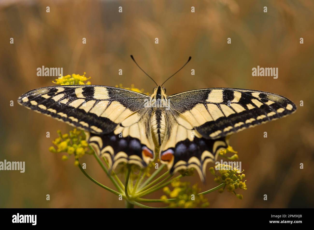 Swallowtail, Papilio machaon butterfly. Sardinia, Italy Stock Photo - Alamy