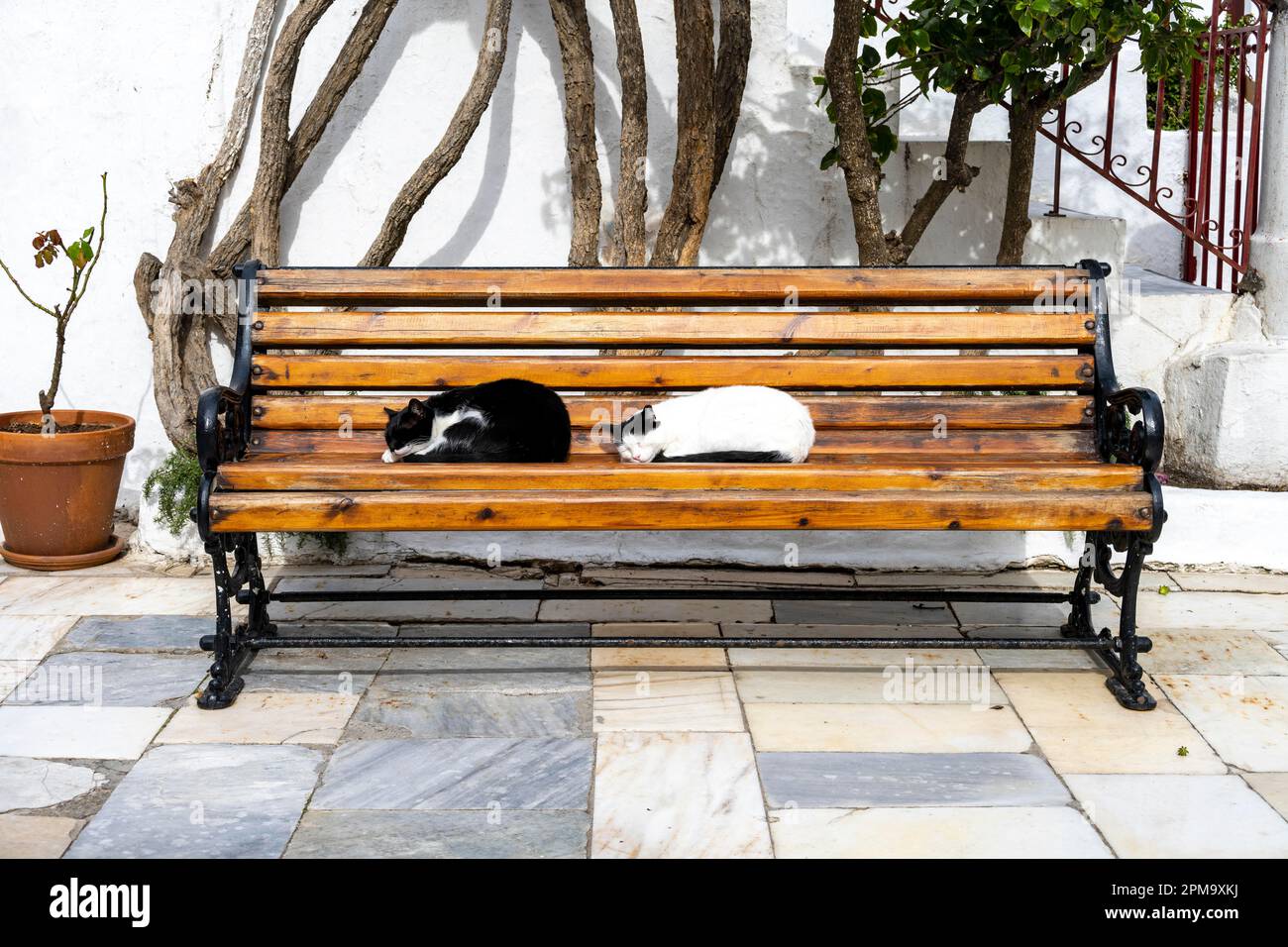 Black and white sleeping cats on a bench, Panagia Tourliani Monastery ...
