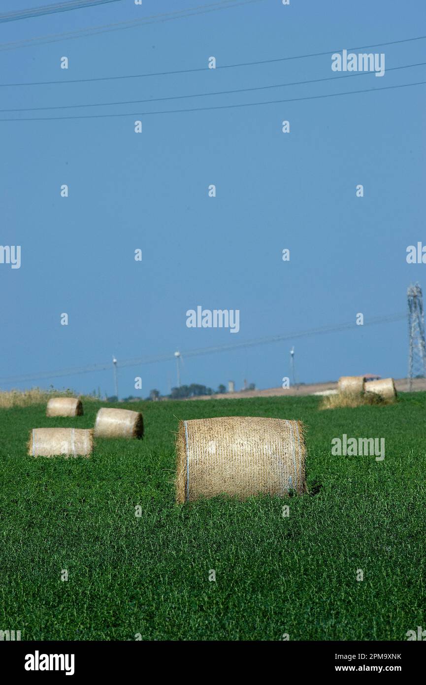 Balle di fieno (rotoballe). Un caratteristico paesaggio agricolo nella ...