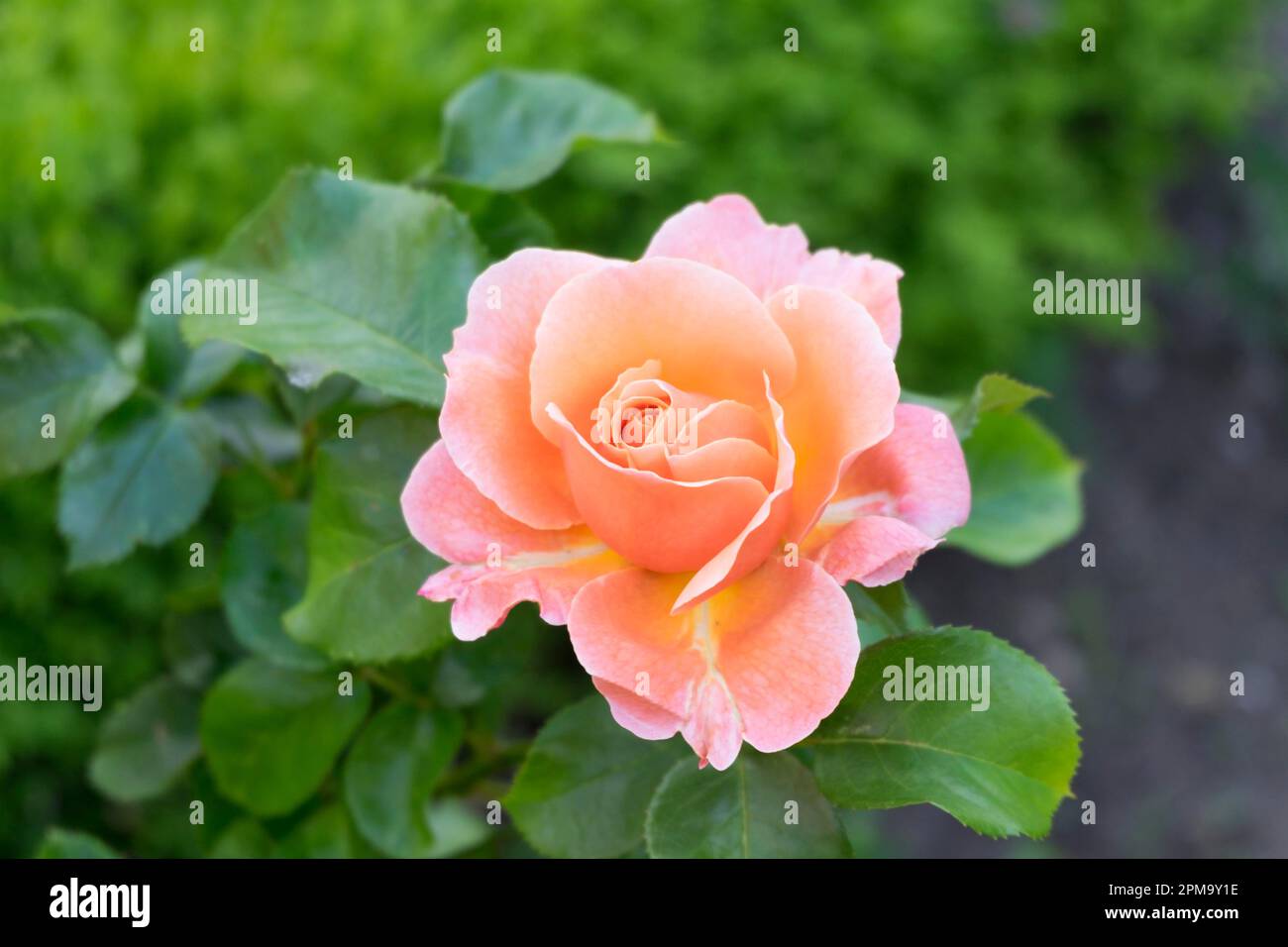 Shrub Rose (Rosa Stock Photo - Alamy