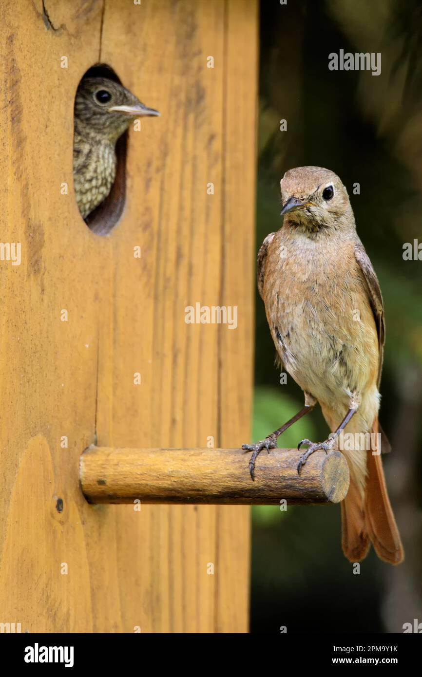 Redstart at the nest box Stock Photo - Alamy