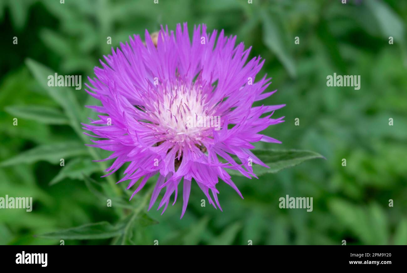 Common knapweed (Centaurea Stock Photo - Alamy