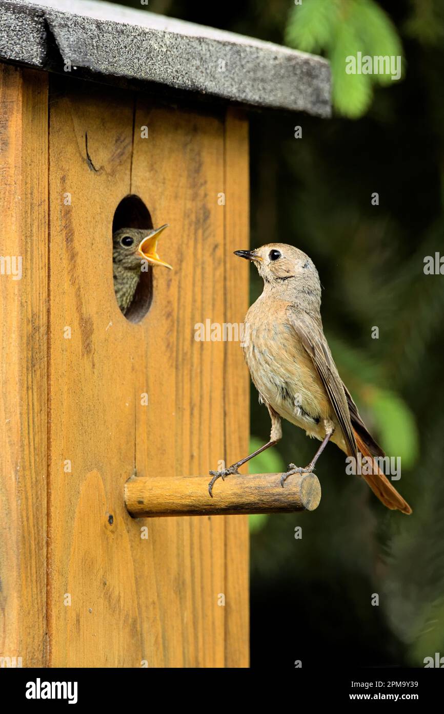 Redstart at nest box hi-res stock photography and images - Alamy