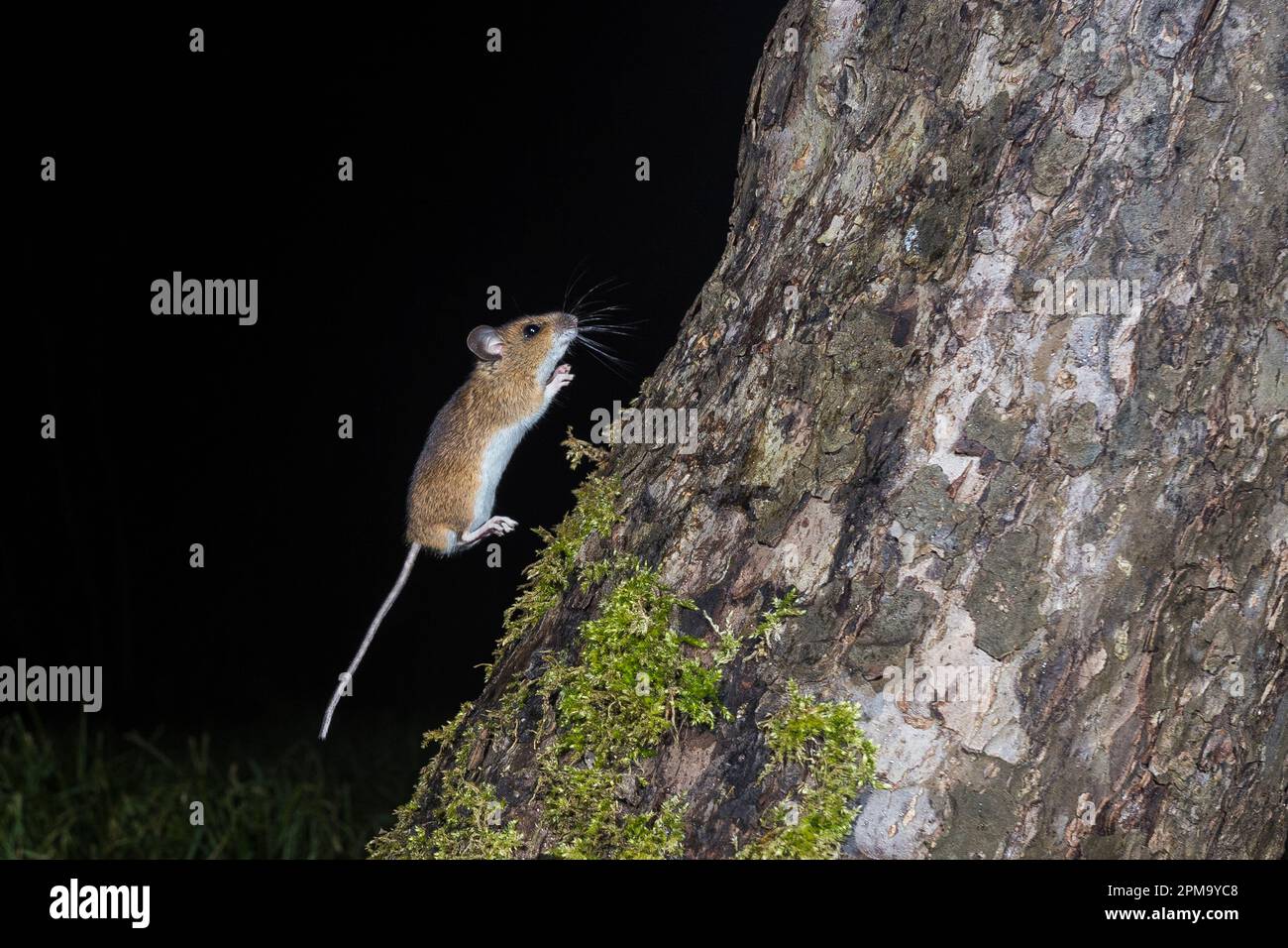 Tree mouse hi-res stock photography and images - Alamy