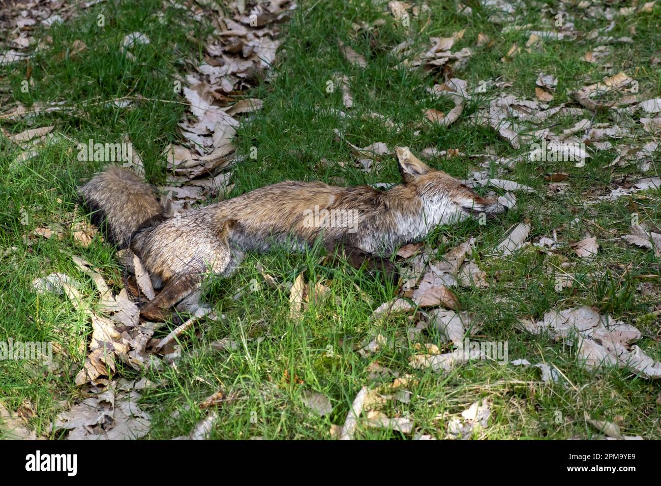 Cadaver fauna hi-res stock photography and images - Alamy