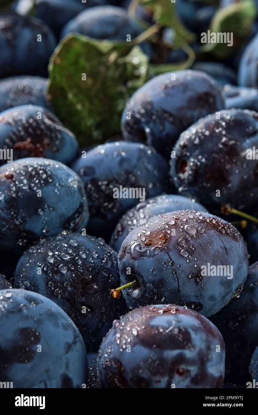Vertical background of fresh organic plums in water drops, close-up ...