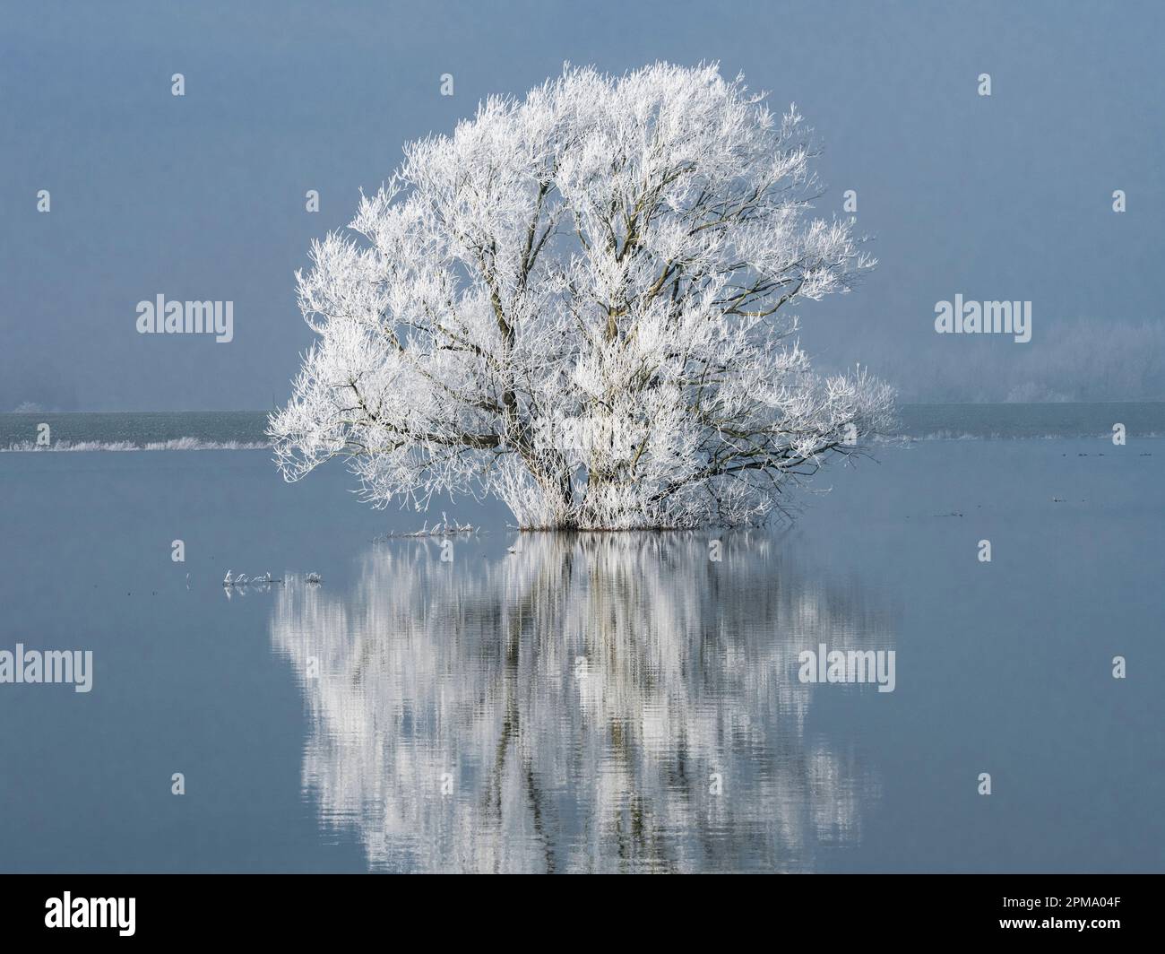 The tree in the frost hi-res stock photography and images - Alamy