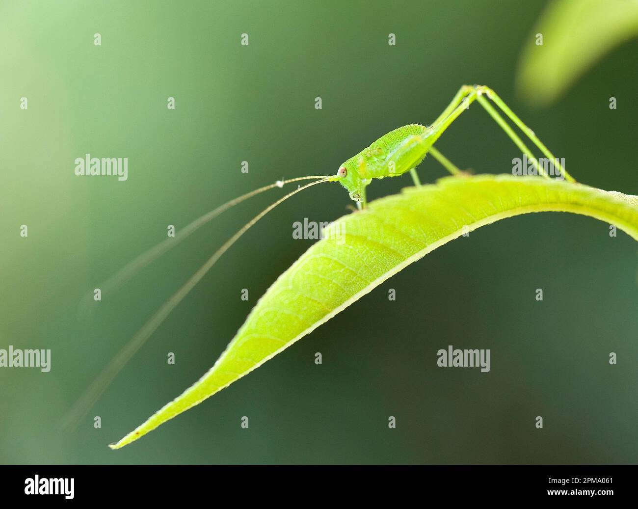 Grasshopper, Phaneroptera falcata, the sickle-bearing bush-cricket, is ...