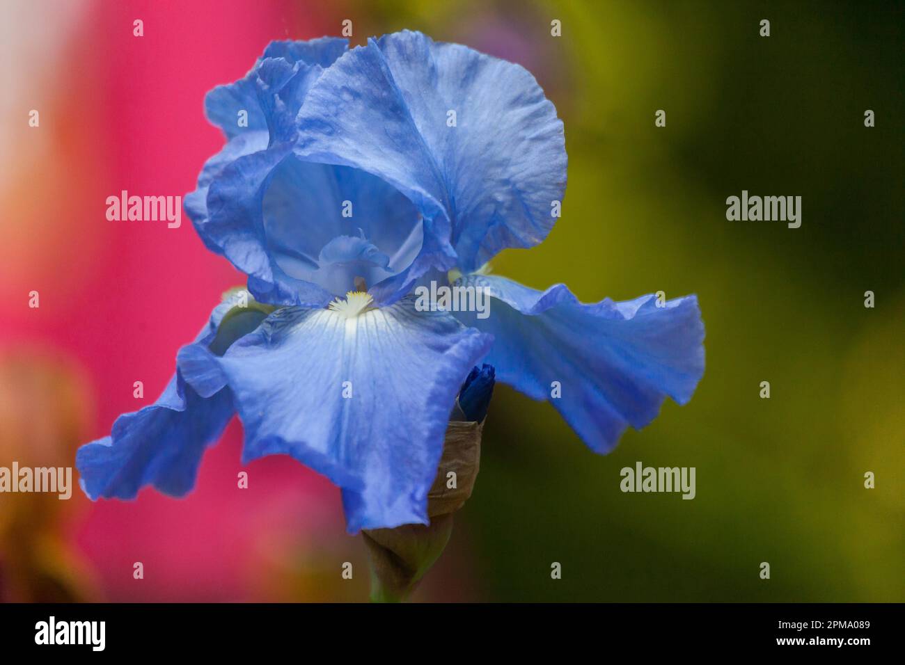 Double iris hi-res stock photography and images - Alamy