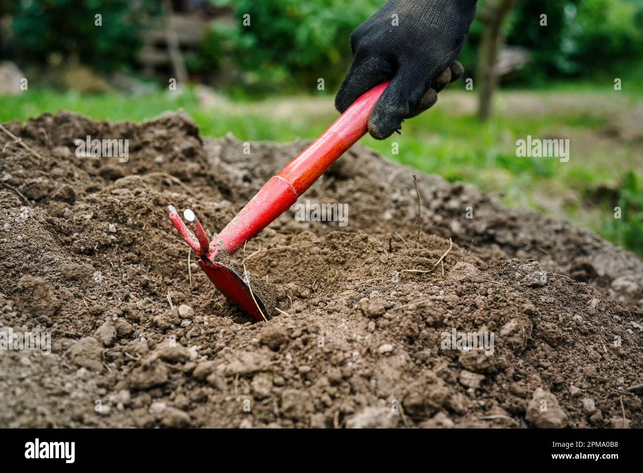 Detail on hand wearing black working glove, digging hole with small red ...