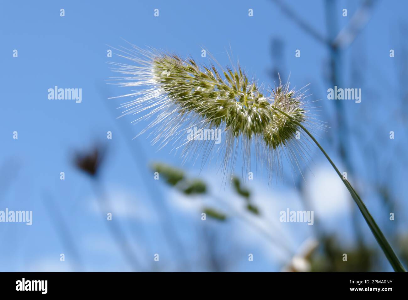 Spring wild grass hi-res stock photography and images - Alamy