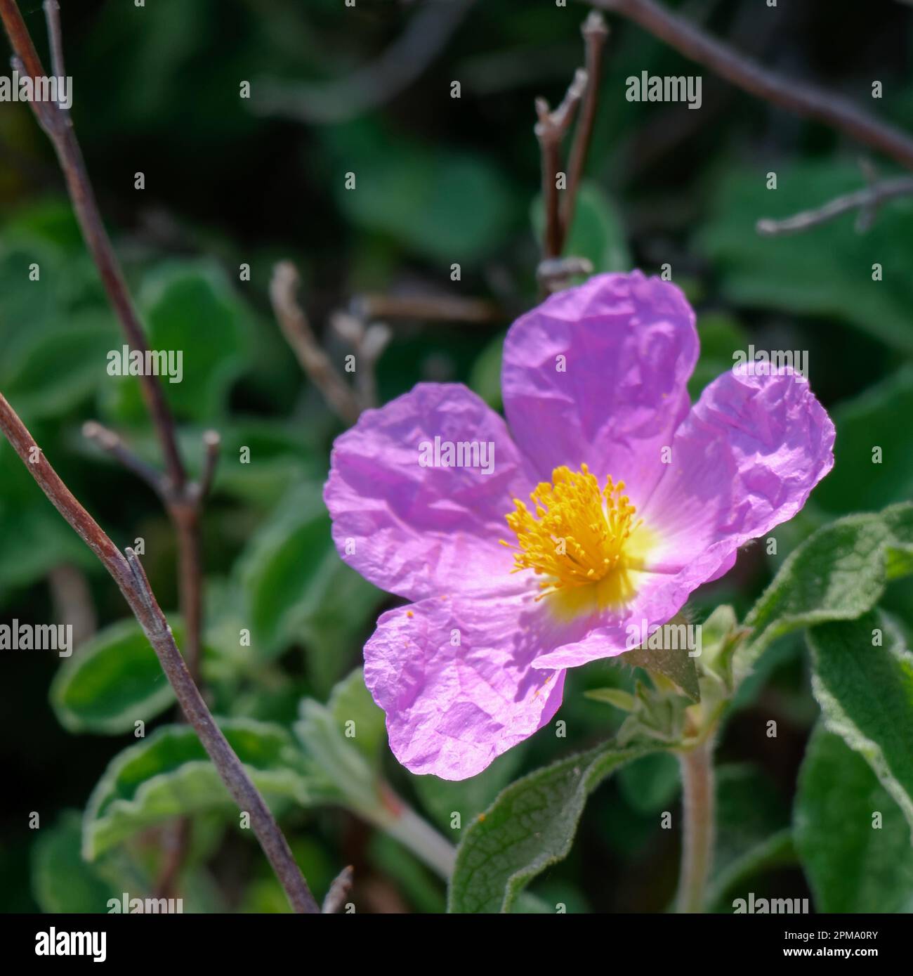 Cretan rose hi-res stock photography and images - Alamy