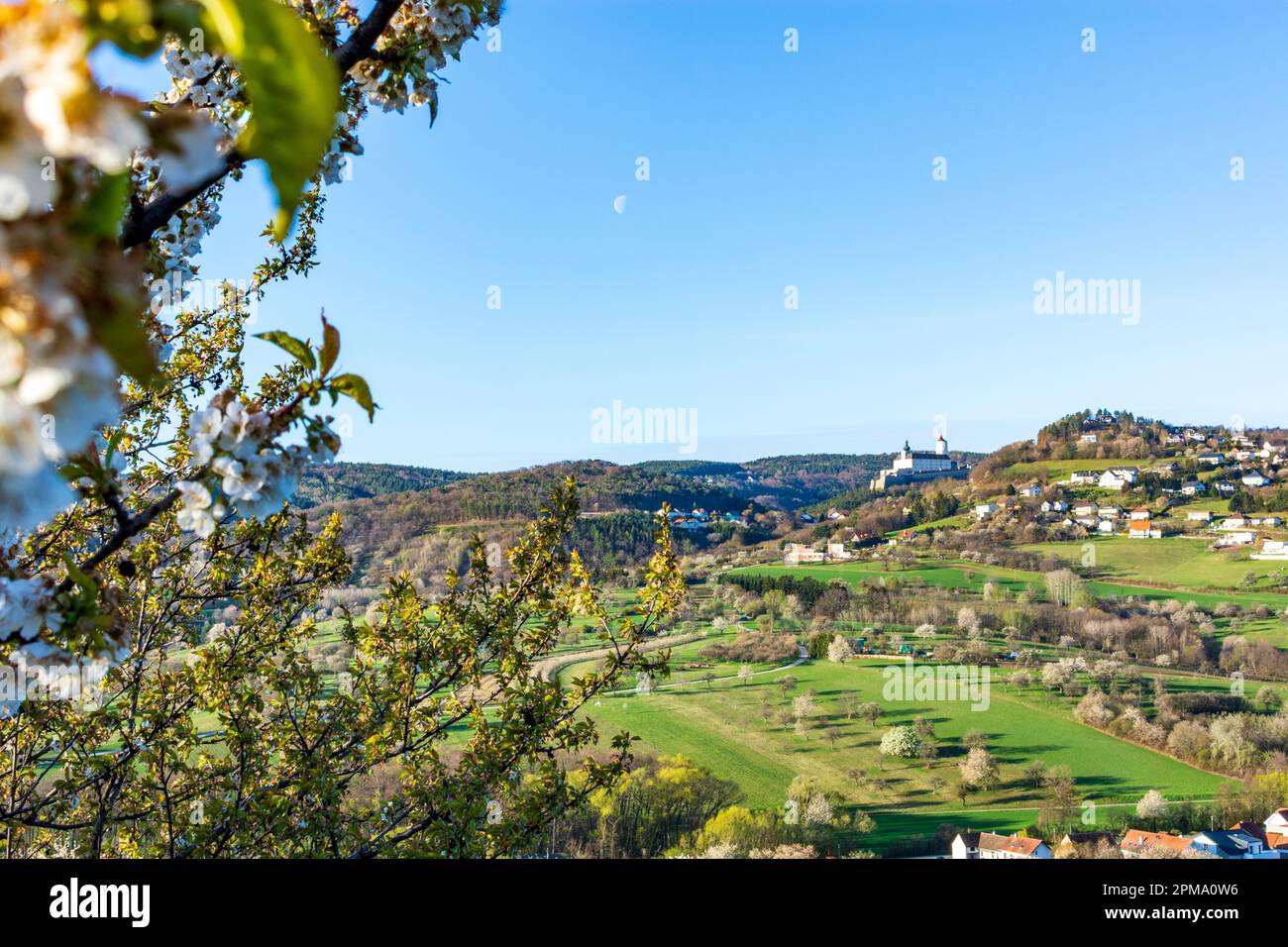 Forchtenstein: Forchtenstein Castle, Cherry trees flowering, blossoming ...