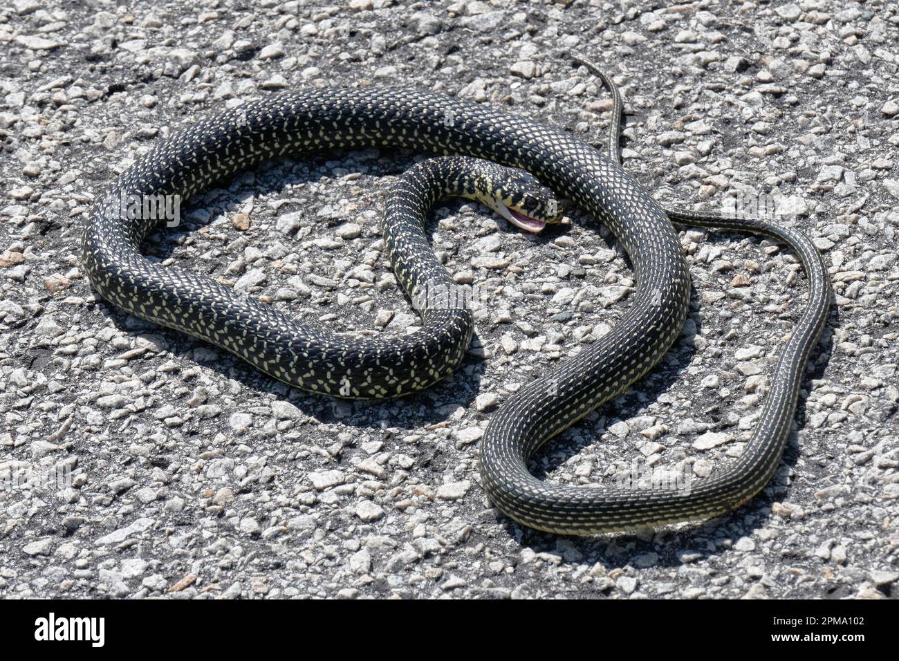 Western Whip Snake (Coluber viridiflavus Stock Photo - Alamy
